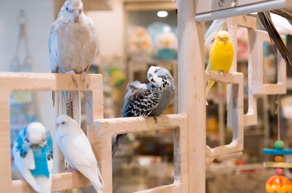 Adorable Bird Cafe in Osaka: Kotori Cafe – Seoul Searching