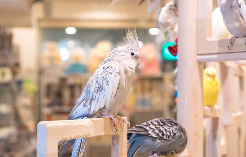Adorable Bird Cafe in Osaka: Kotori Cafe – Seoul Searching