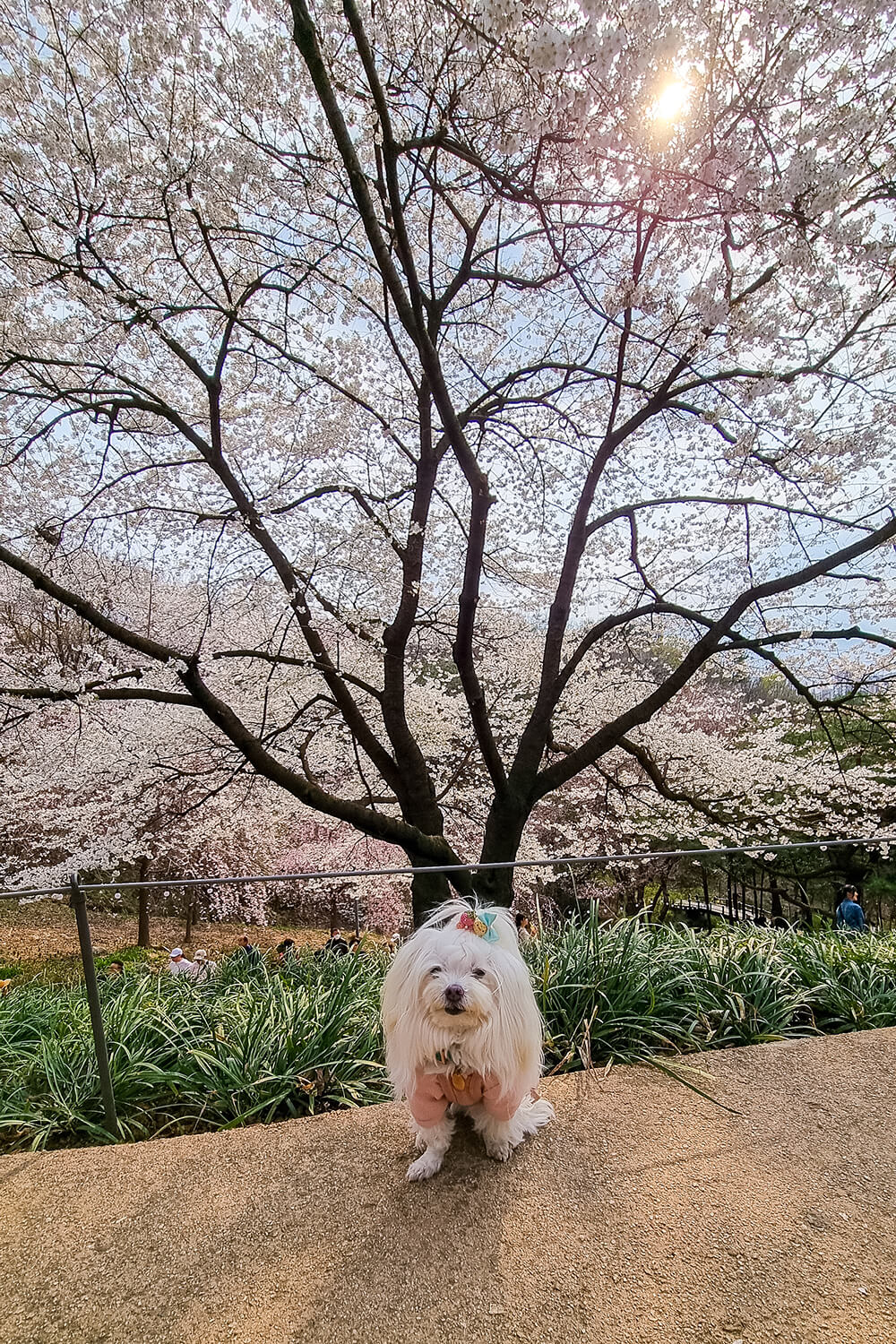 Cafe Pokpo: The Hidden, Viral Gem of Seoul – Seoul Searching