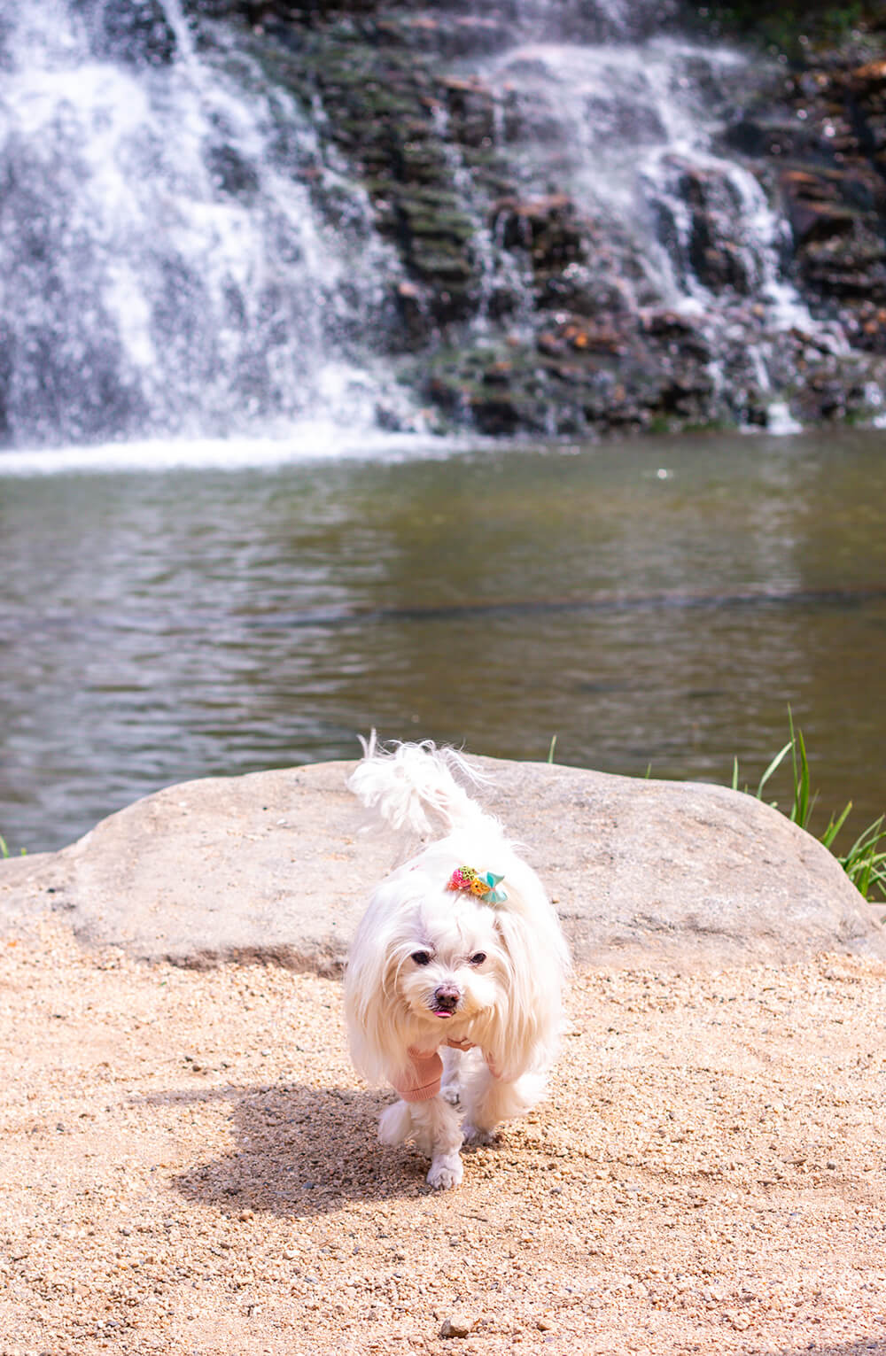 Cafe Pokpo: The Hidden, Viral Gem of Seoul – Seoul Searching