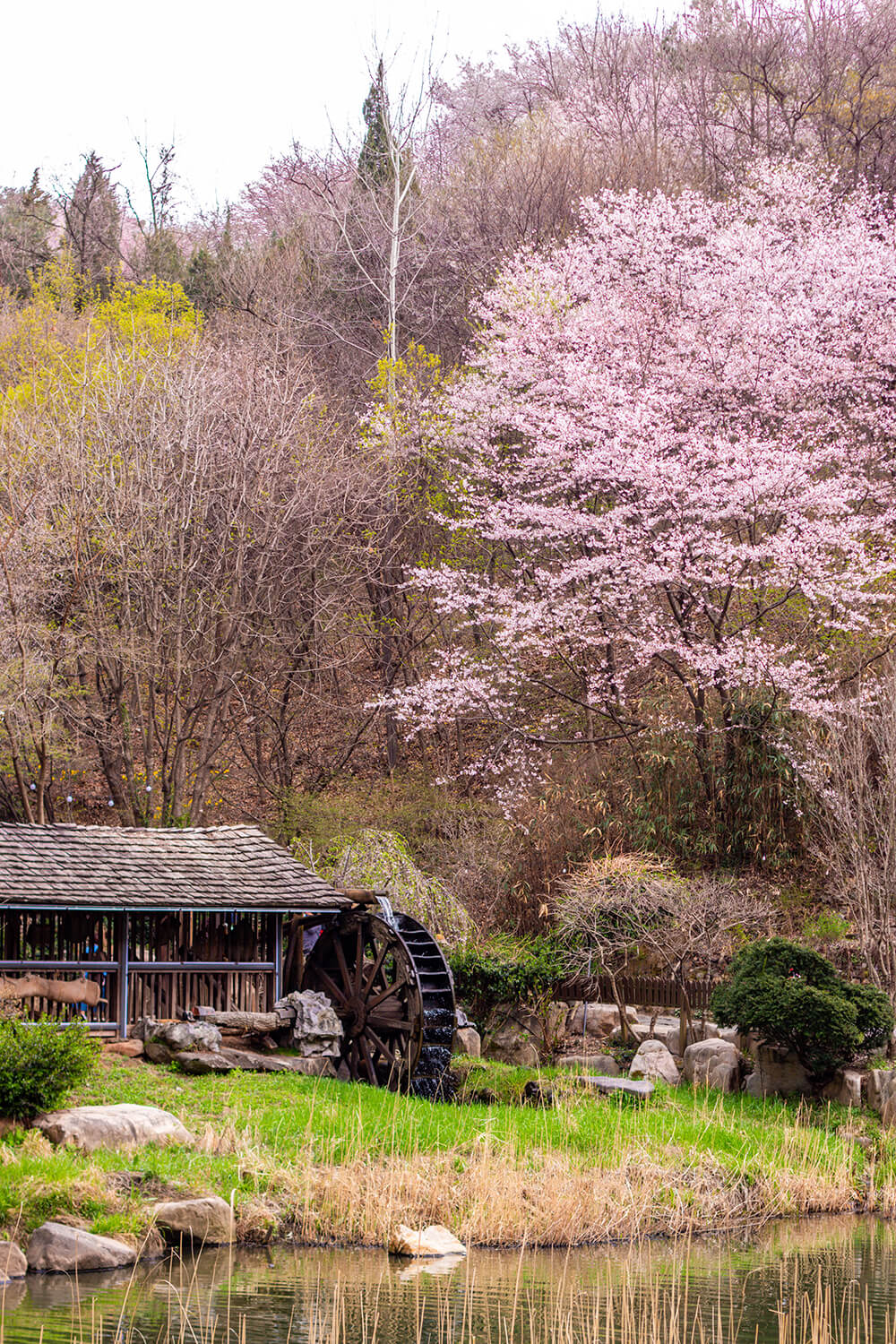 Cafe Pokpo: The Hidden, Viral Gem of Seoul – Seoul Searching