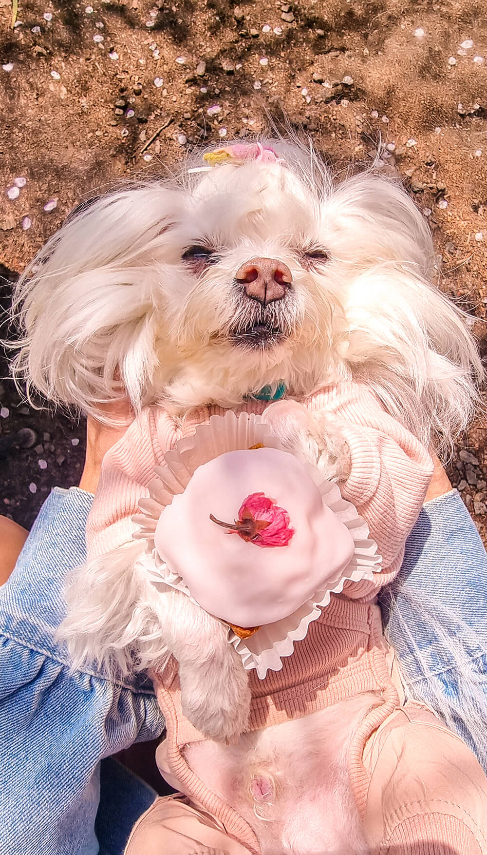 20250408_120420-2b – Seoul Searching