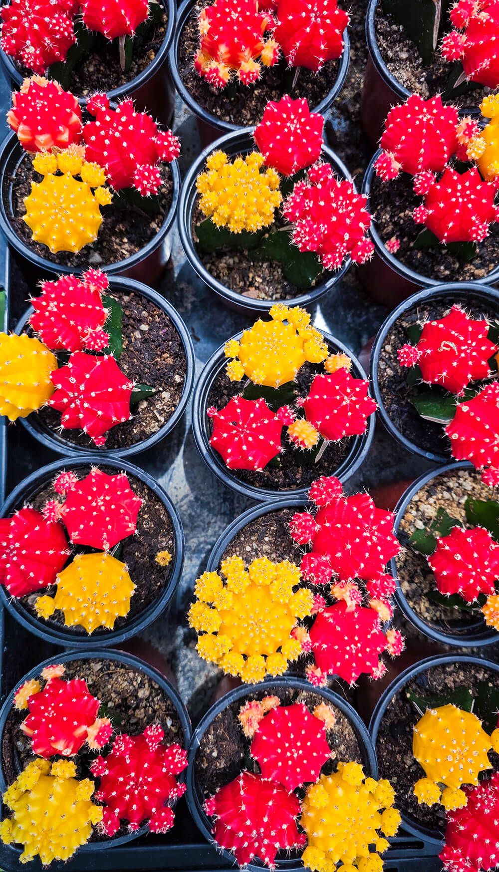 20250608_130554-2b – Seoul Searching